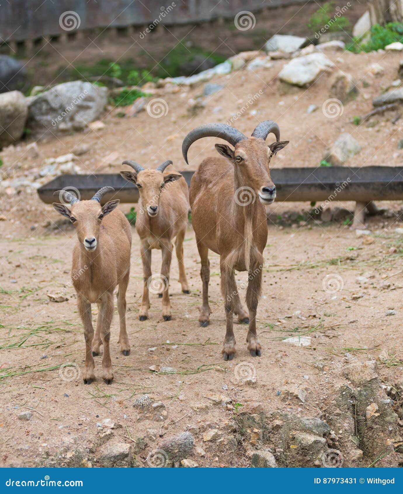 Barbary Sheep, Ammotragus Lervia Stock Image - Image of grazing ...