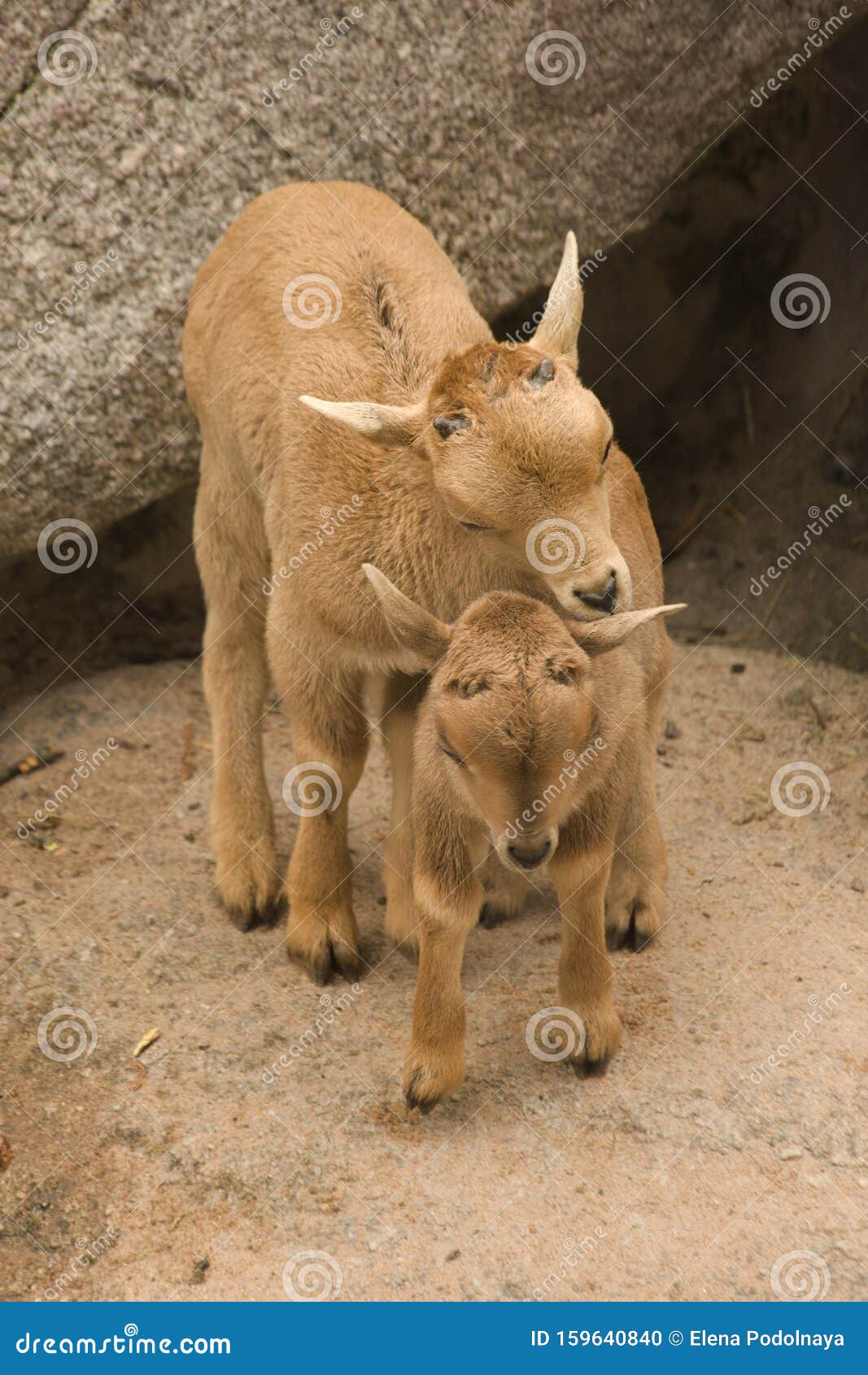 The Barbary Sheep. Ammotragus Lervia. Stock Photo - Image of closeup ...