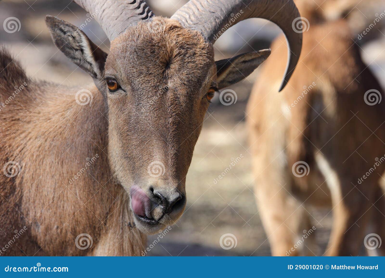 Barbary Sheep, Aoudad stock photo. Image of natural, beautiful - 29001020