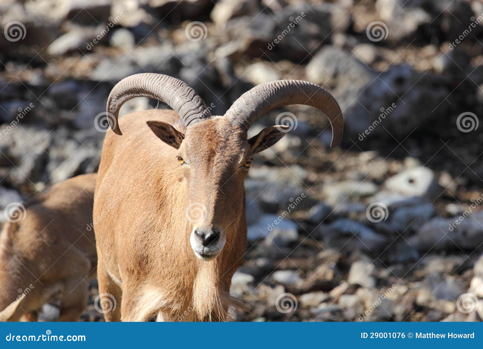 Barbary Sheep, Aoudad stock photo. Image of animal, ammortragus - 29001076