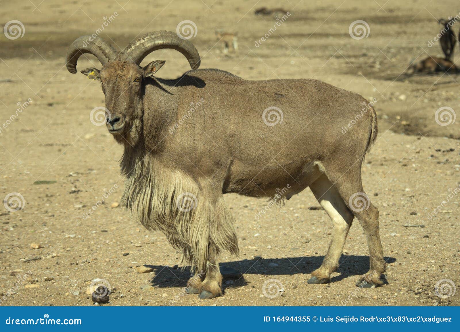 Barbary Sheep or Aoudad Ammotragus Lervia Stock Image - Image of lervia ...