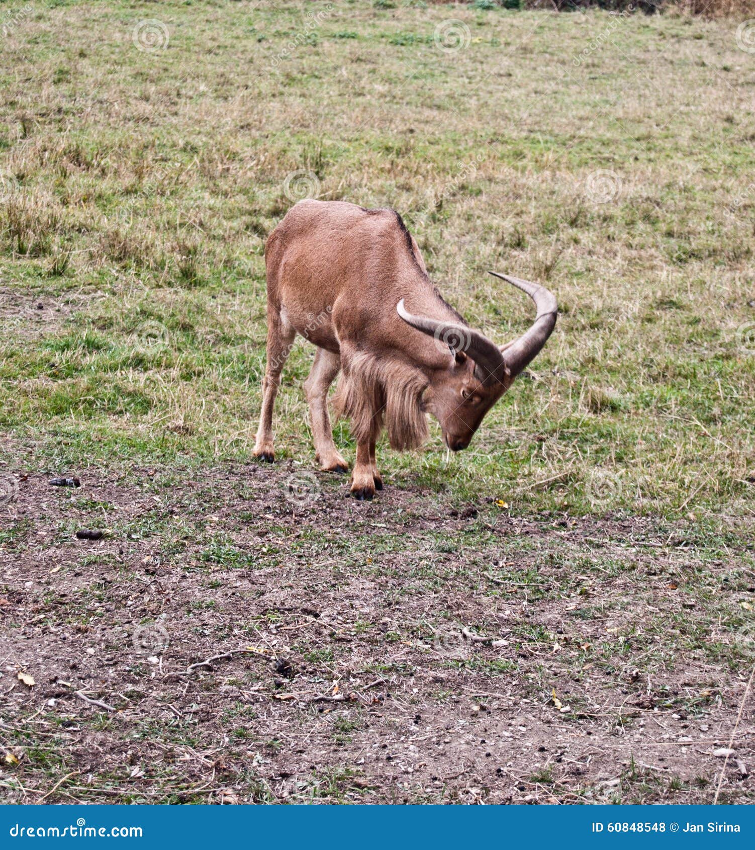 Barbary Sheep (aoudad) Animal Species Stock Photo - Image of caprid ...