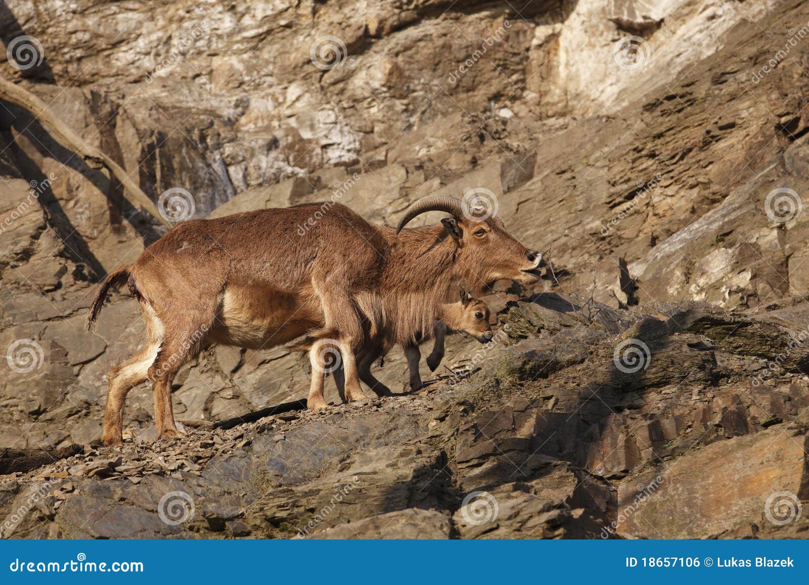 Barbary sheep with baby stock photo. Image of caprid - 18657106