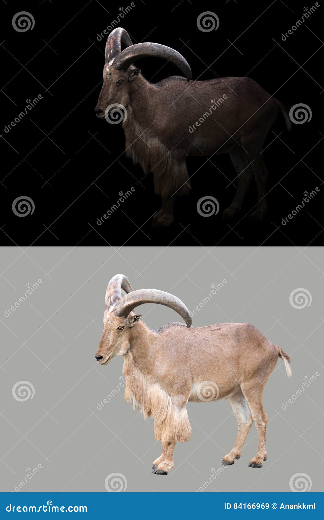 Barbary Sheep Ammotragus Lervia Standing On A Rock In An Alpine Region ...