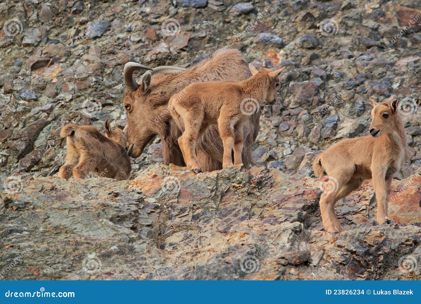 Group Of Barbary Sheep Wild Goats Antelope Lying Resting In Sand Ground ...