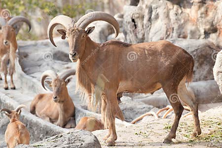 Barbary sheep in farm stock image. Image of brown, mammal - 22886175