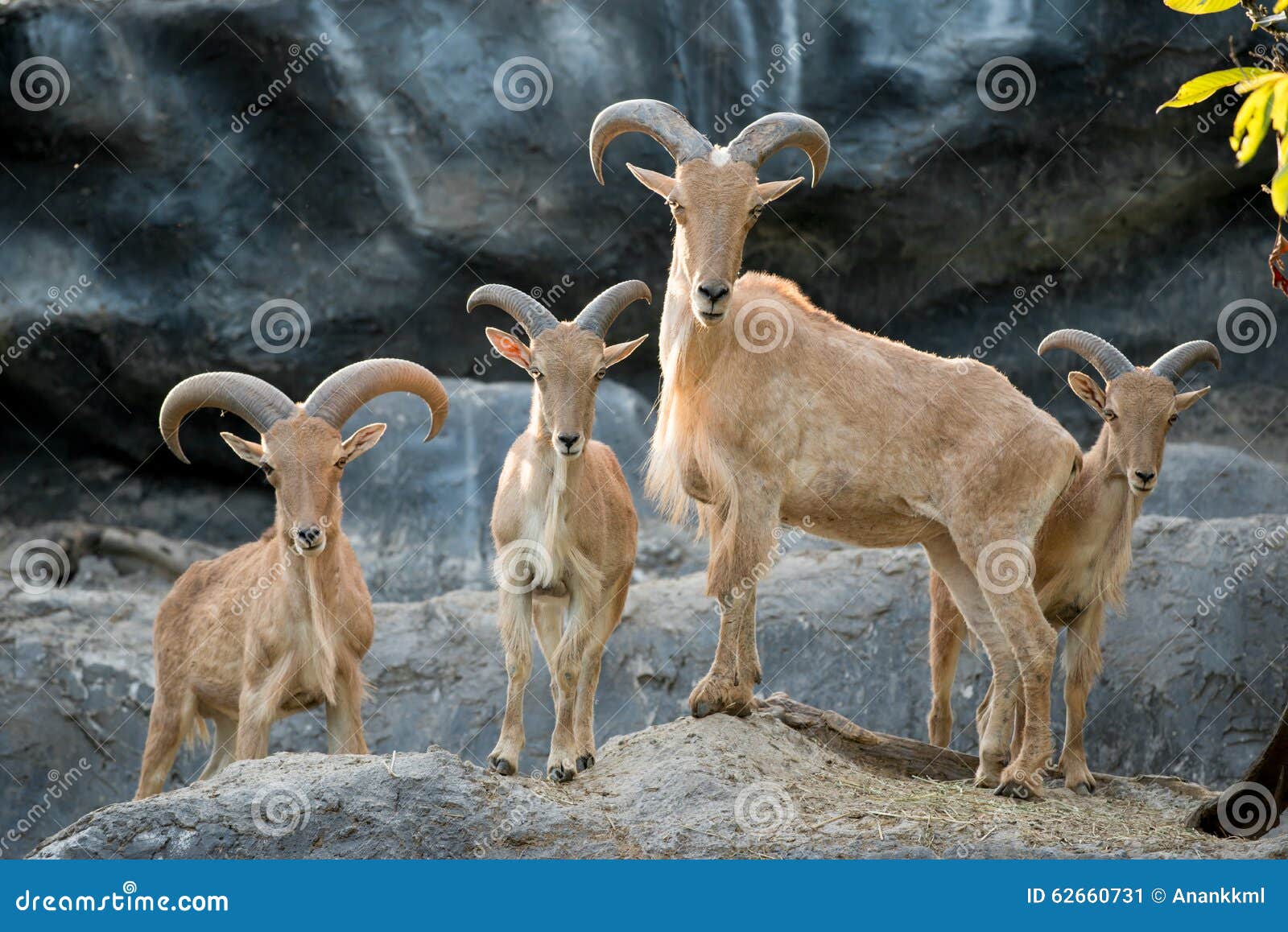 A Barbary Sheep Stands Proudly Showing Off Its Impressive Horns ...