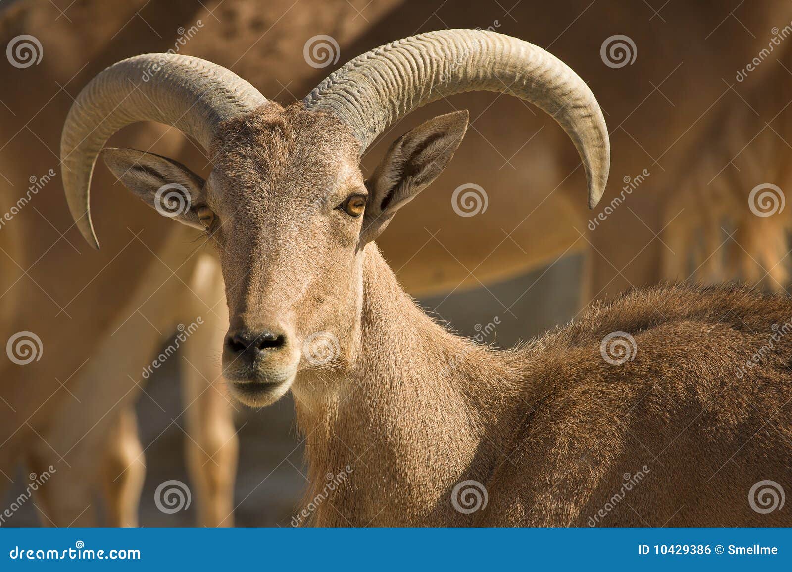 Barbary Sheep male stock photo. Image of aoudad, ammotragus - 10429386