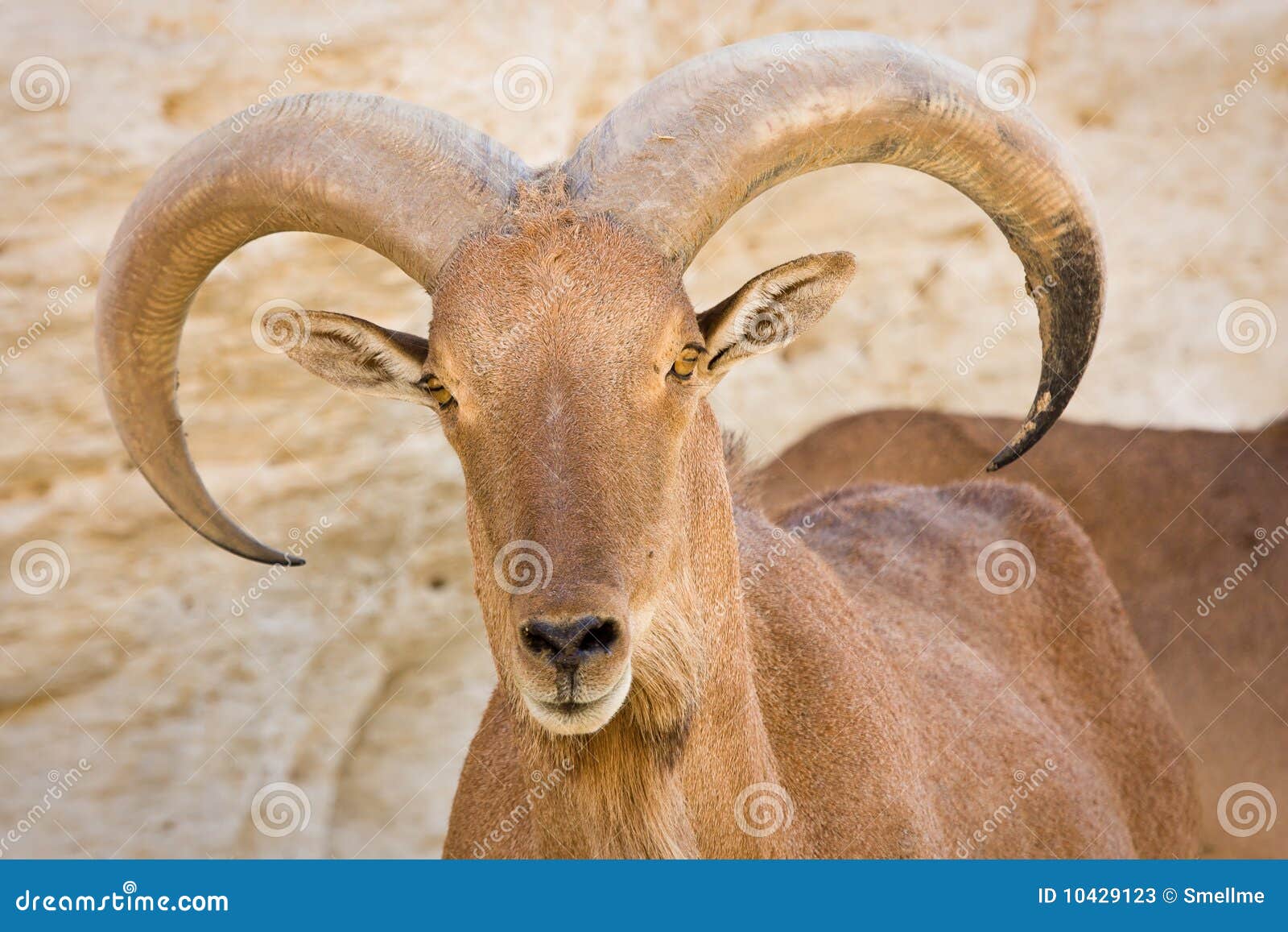 Sheep Portrait Stock Photography | CartoonDealer.com #54200630