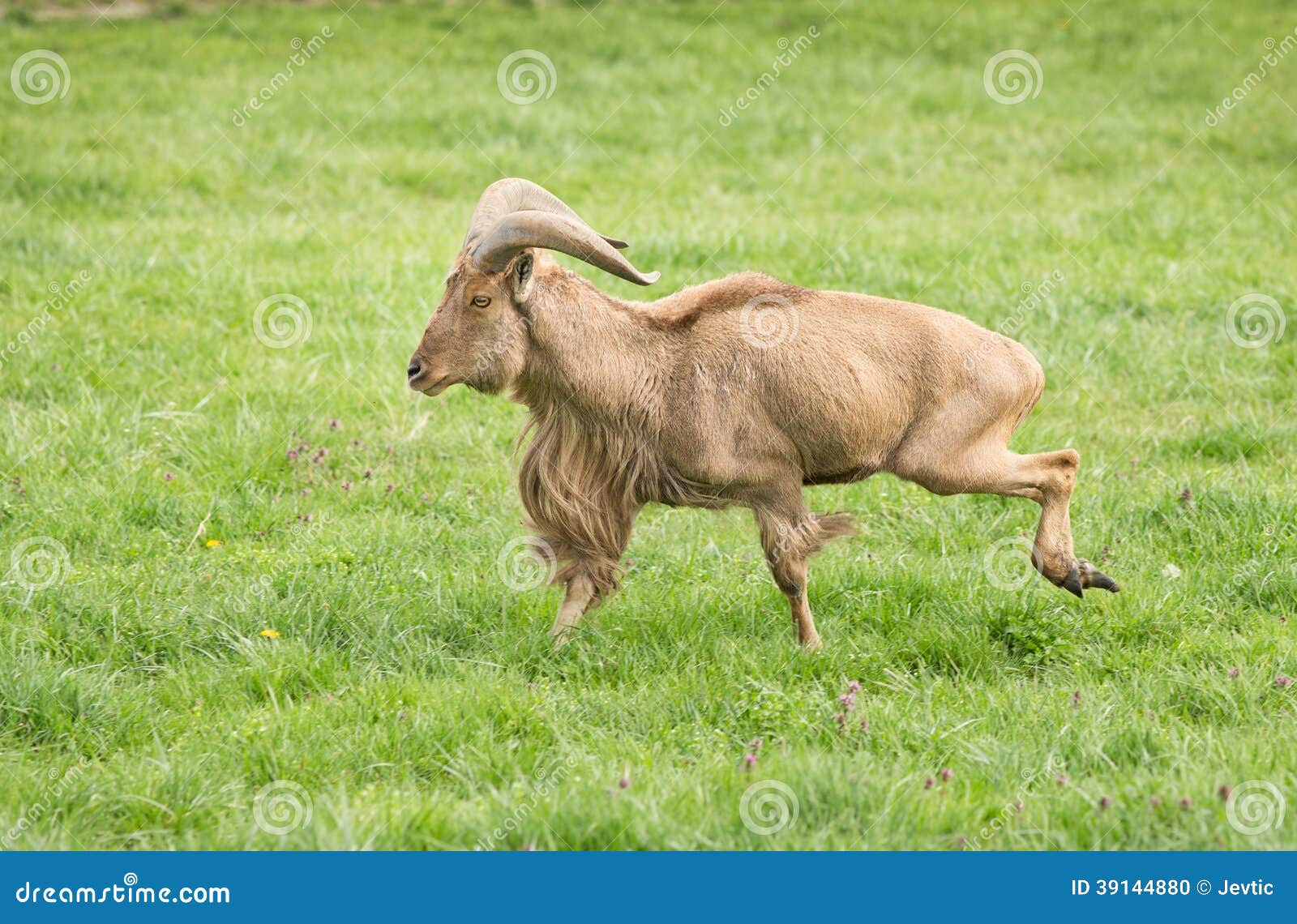 Barbary sheep stock photo. Image of algeria, look, egypt - 39144880