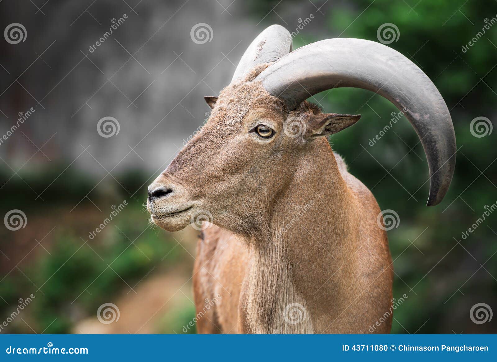 Barbary sheep stock photo. Image of sheep, brown, quadruped - 43711080