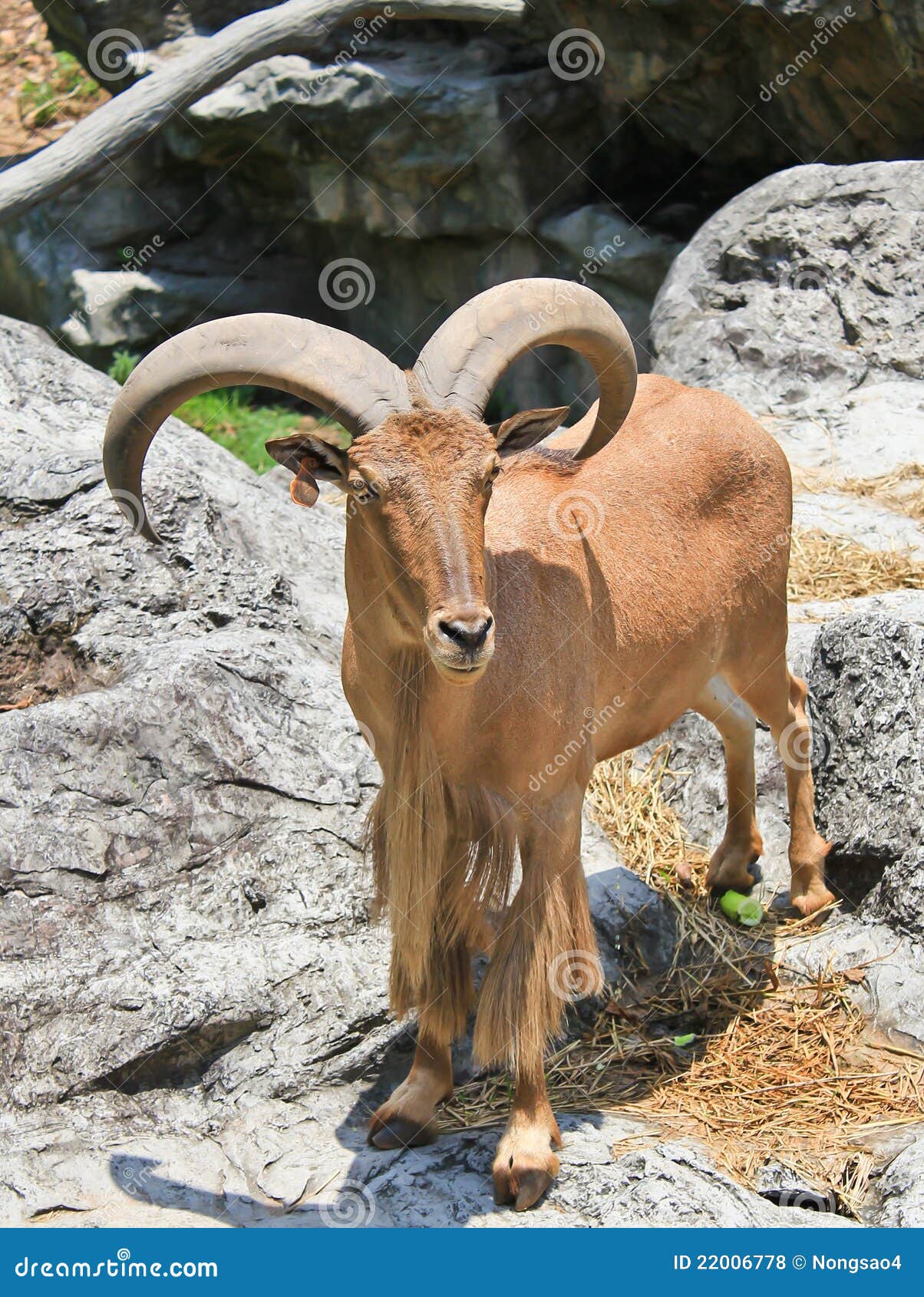 Barbary Sheep Stand on Cliff Stock Photo - Image of animal, cattle ...