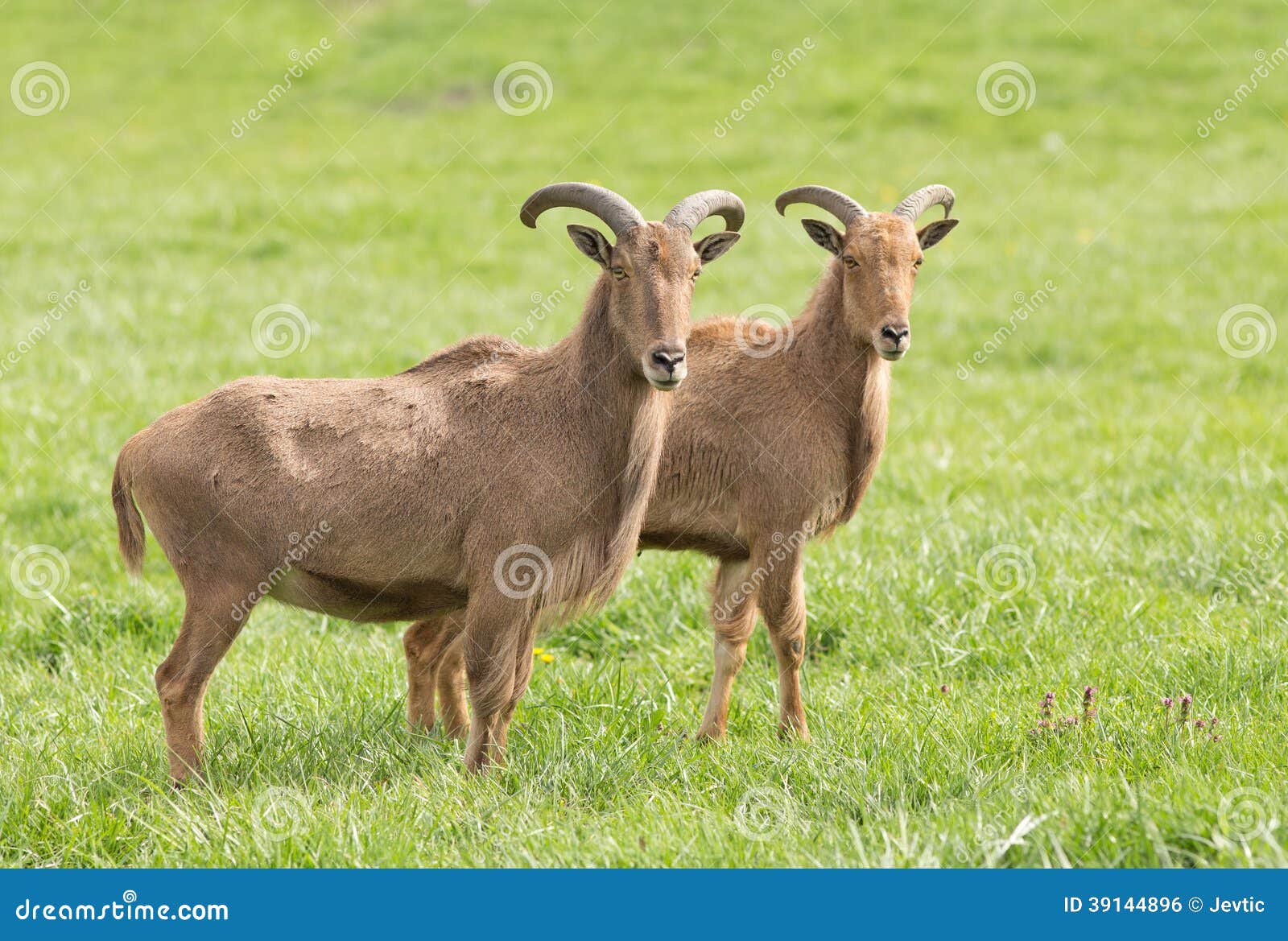 Barbary sheep stock photo. Image of mauritania, lervia - 39144896