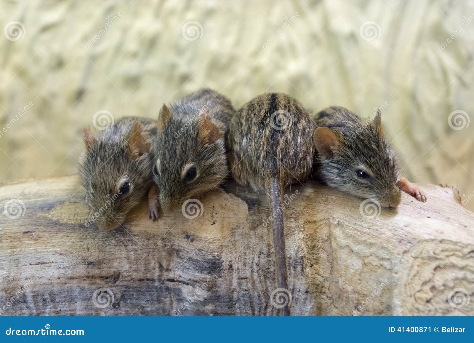 Barbary Striped Grass Mouse (Lemniscomys Barbarus) Stock Image - Image ...