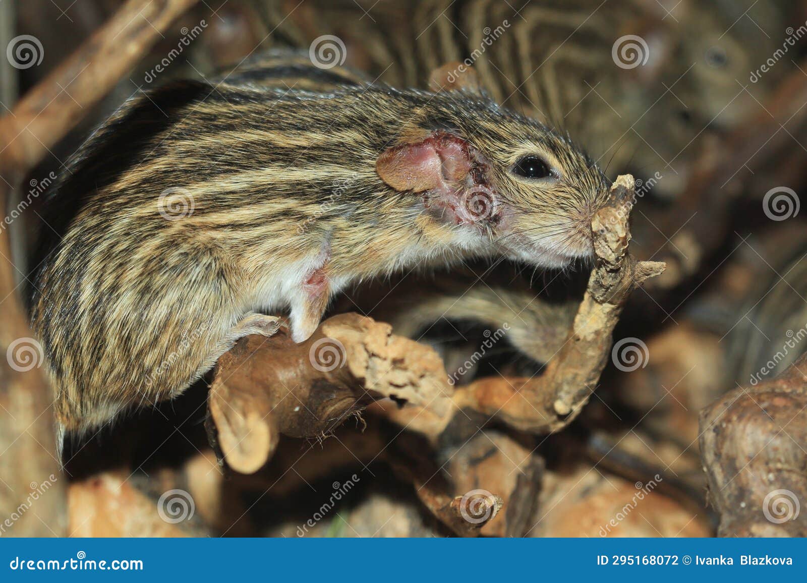 Barbary Striped Zebra Mouse Stock Photo - Image of striped, nature ...