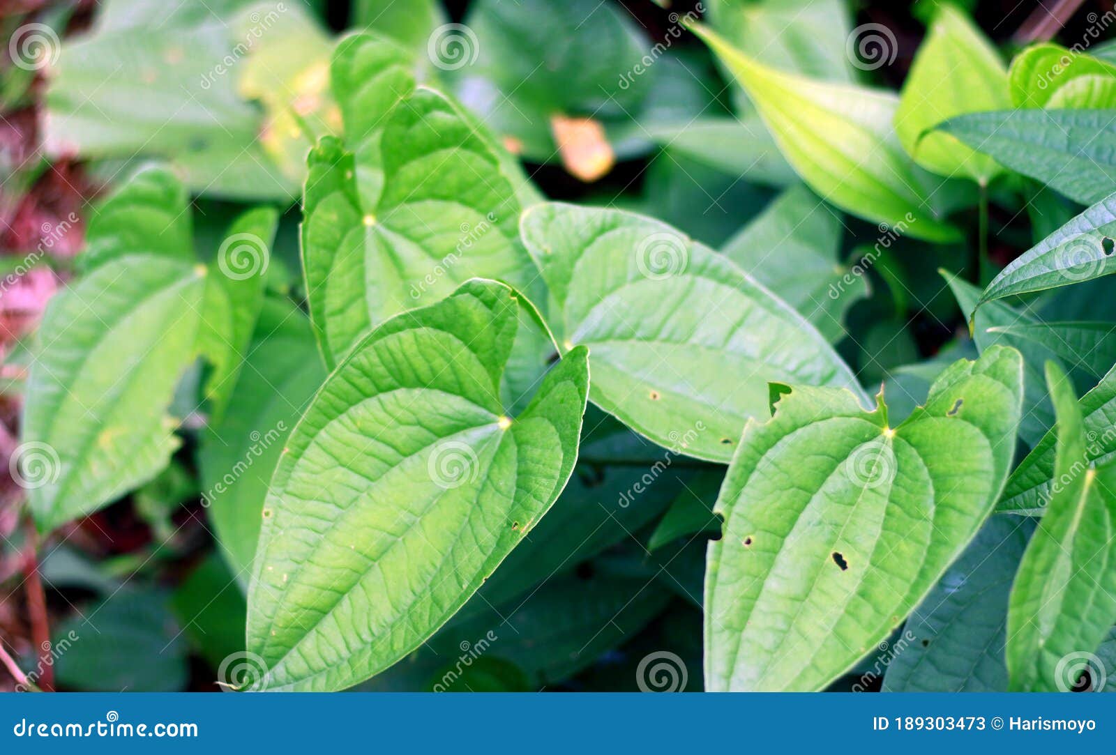 Barbasco or Dioscorea Composita Stock Image - Image of barbasco, flora ...