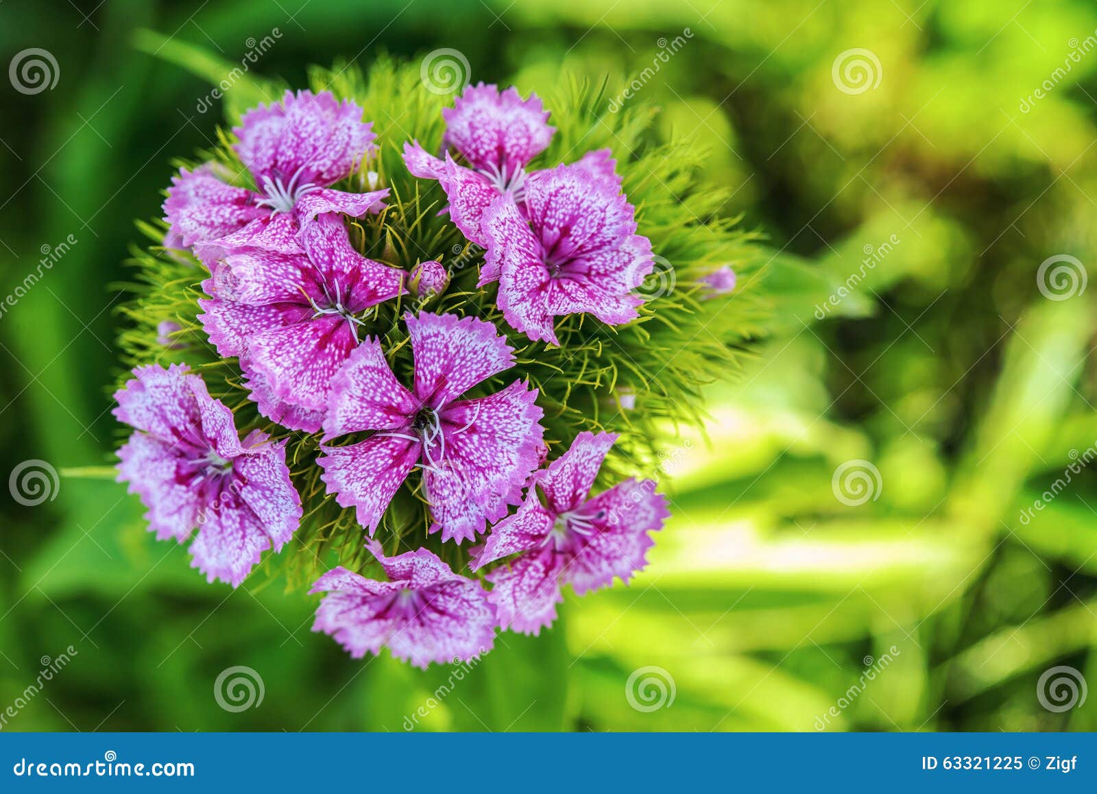 Barbatus del Dianthus immagine stock. Immagine di foglio - 63321225
