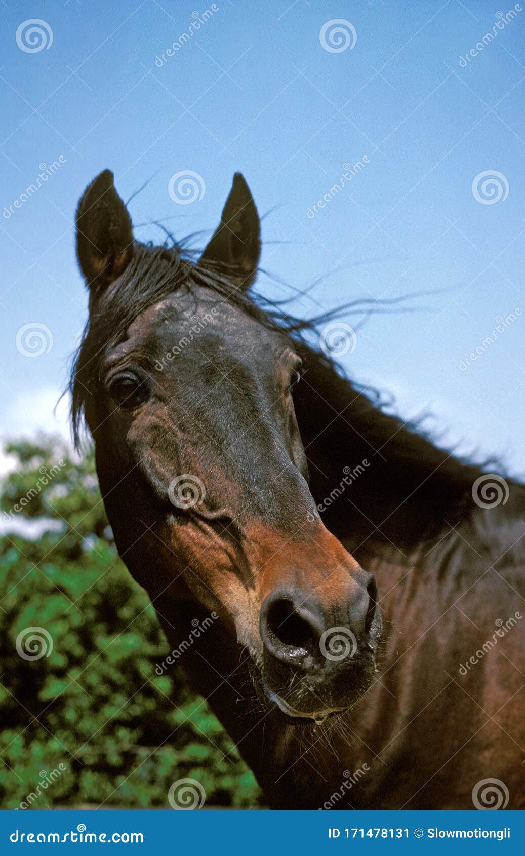 Barbe cheval image stock. Image du animal, bavure, trois - 171478131