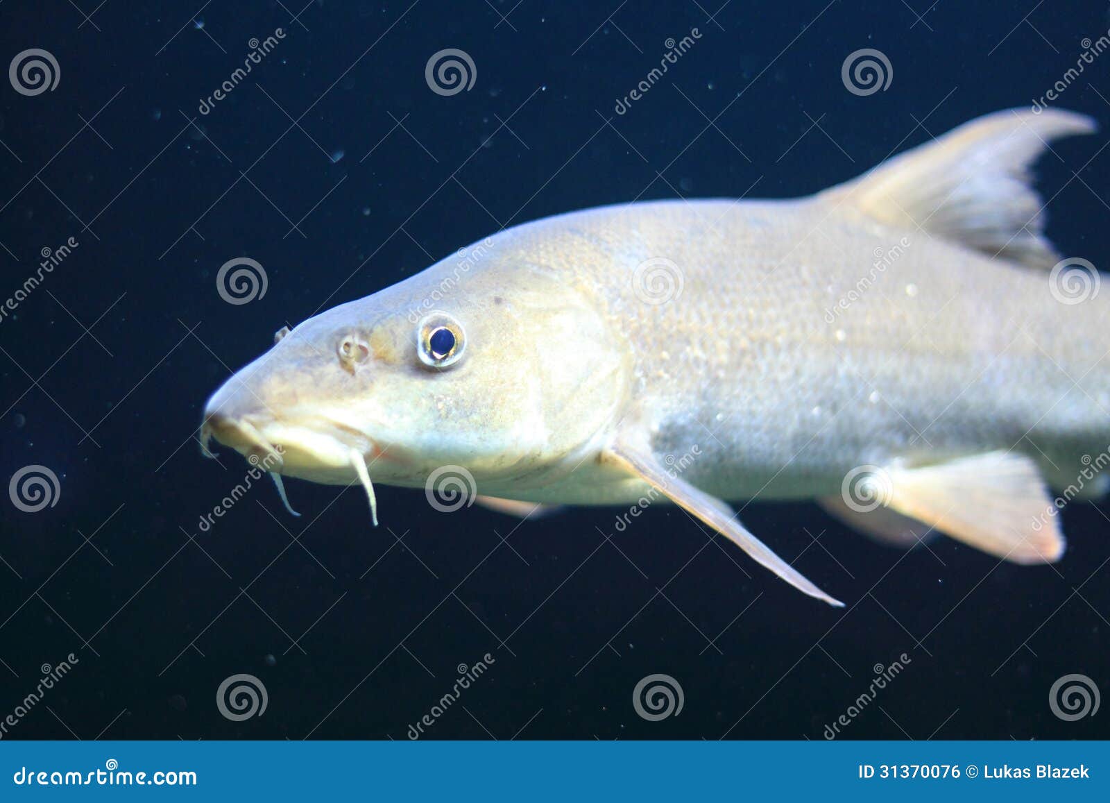 Barbeau commun photo stock. Image du poissons, adulte - 31370076