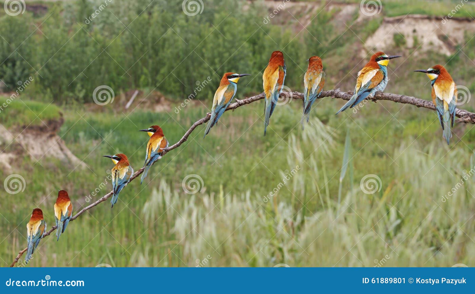 Barbecue bird stock image. Image of africa, fauna, couple - 61889801