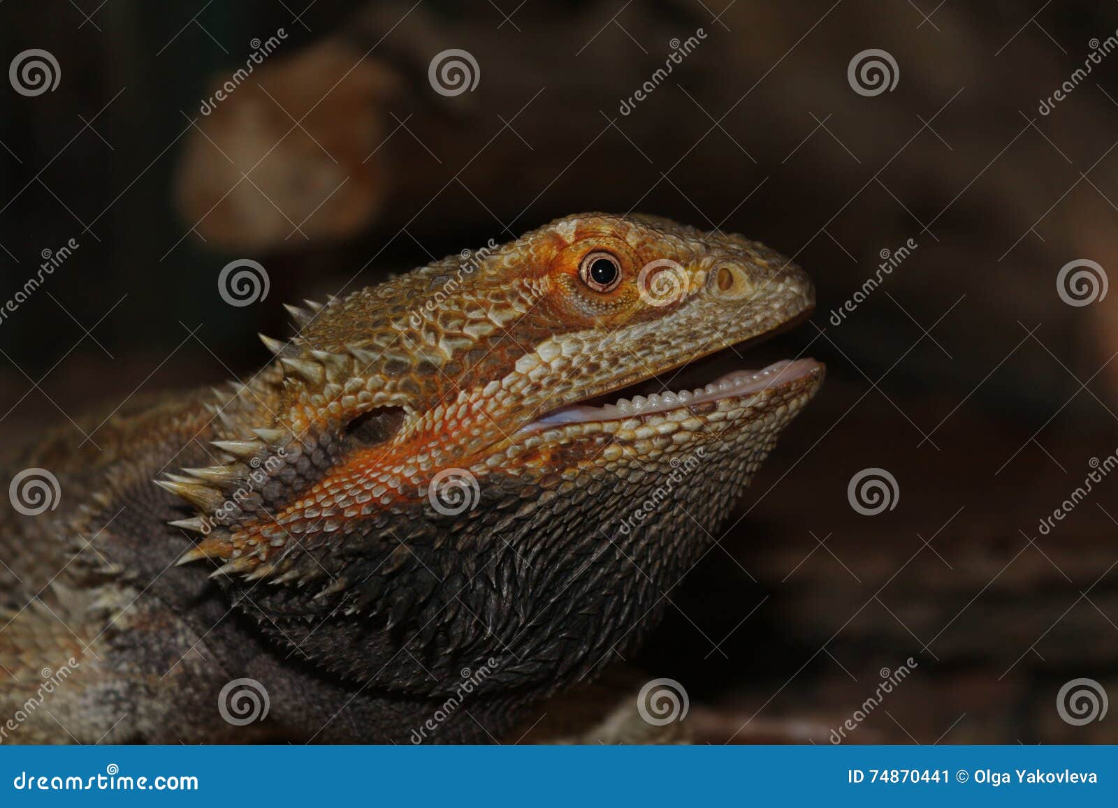 Barbed Agama Lizard S Mouth Opened Stock Image - Image of nature, mouth ...