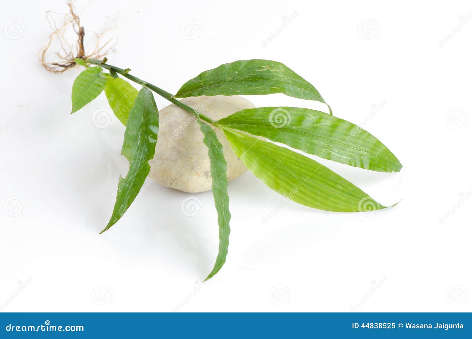 Barbed Grass (Centotheca Lappacea (L.) Desv ) Stock Image - Image of ...