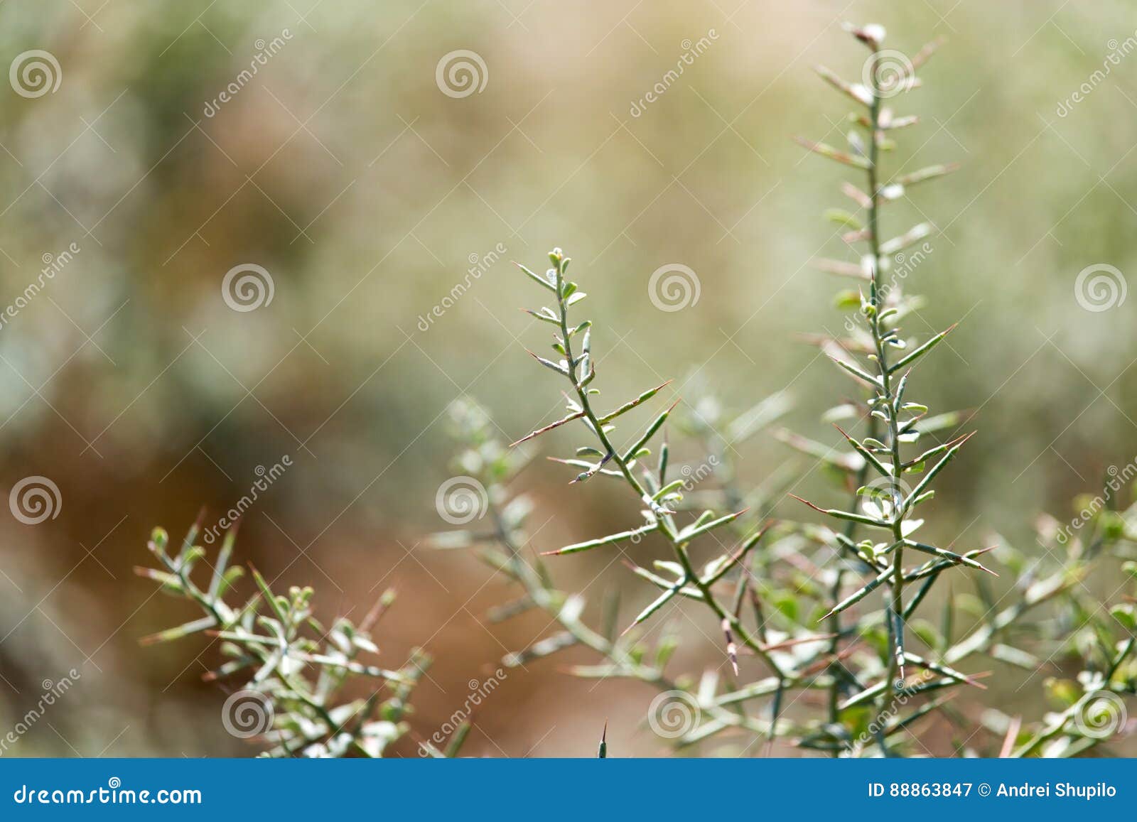 Barbed grass outdoors stock image. Image of prickles - 88863847