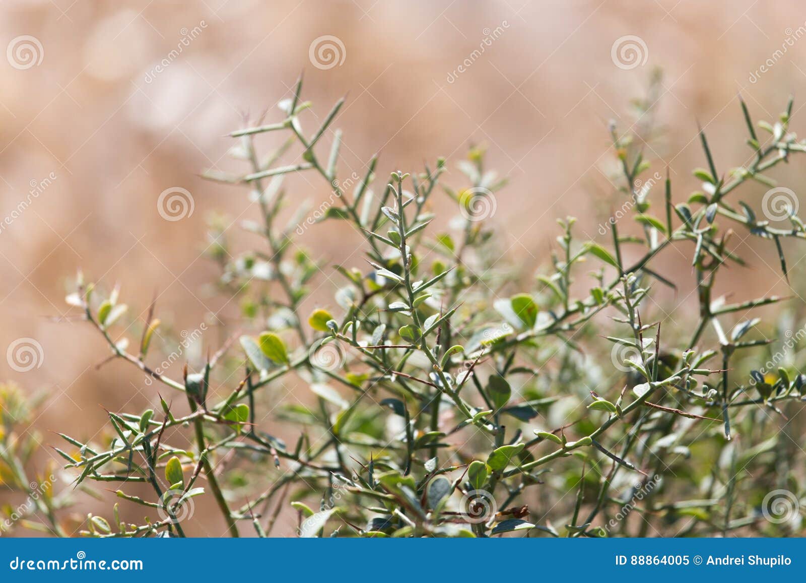 Barbed grass outdoors stock image. Image of plant, field - 88864005