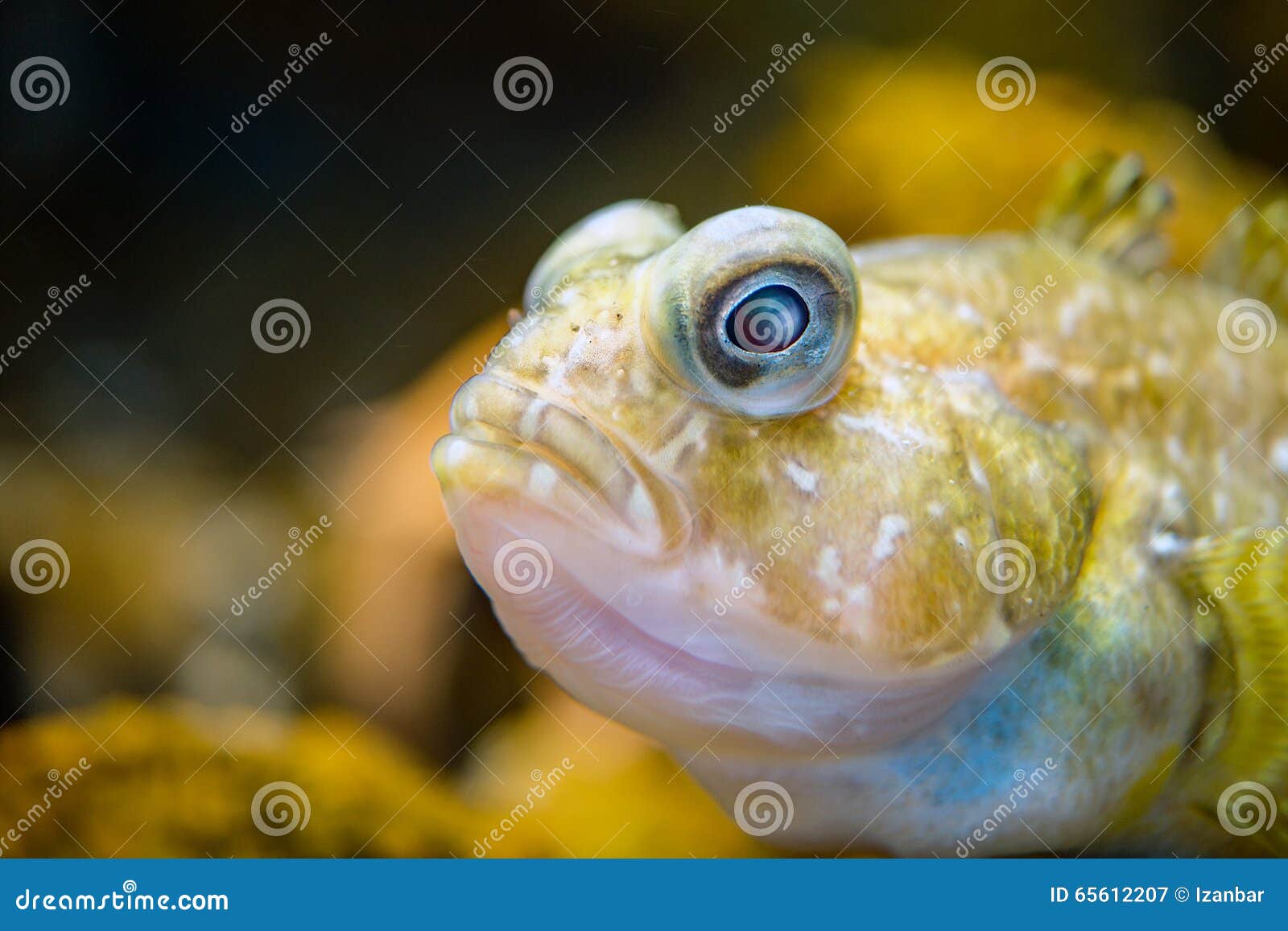 Barbed Plunderfish Antarctic Fish Underwater Stock Image - Image of ...