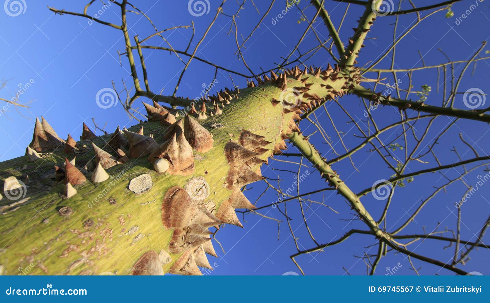 Barbed Tree stock image. Image of trunk, barbed, close - 69745567
