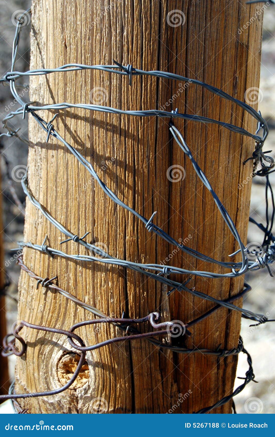Barbed Wire stock photo. Image of rusty, prevent, security - 5267188