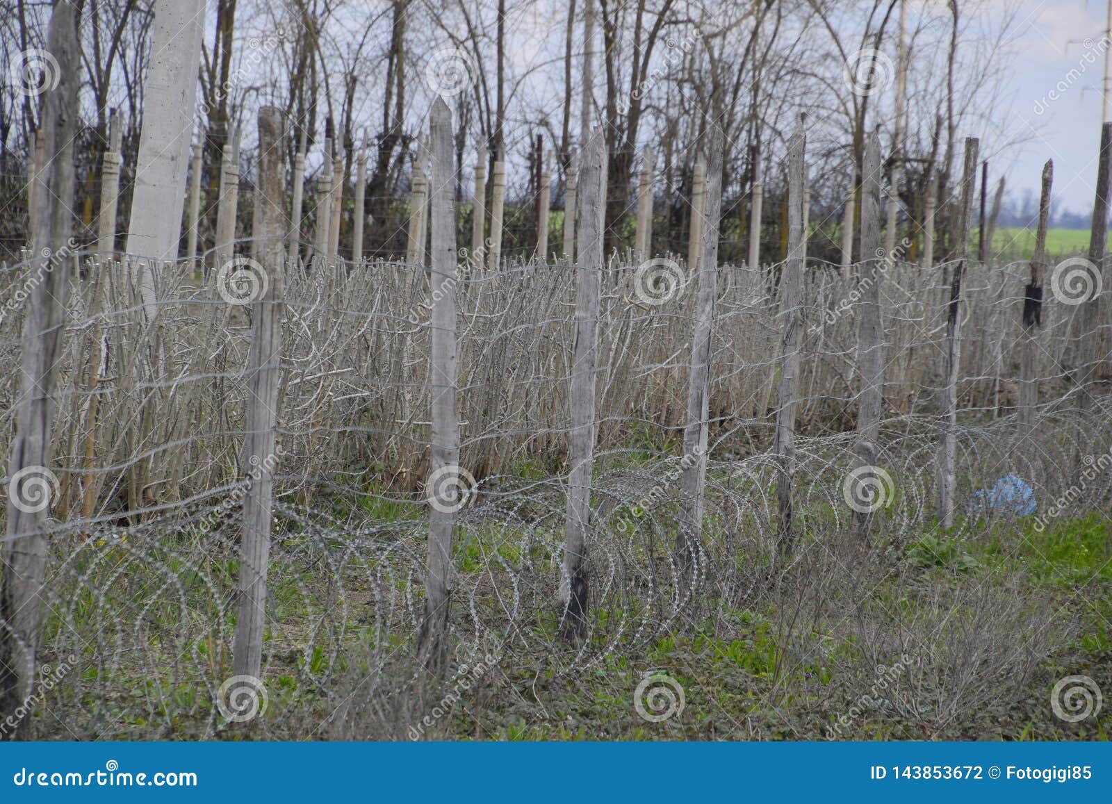 Barbed Wire As a Vineyard Fence Stock Photo - Image of nature, fence ...