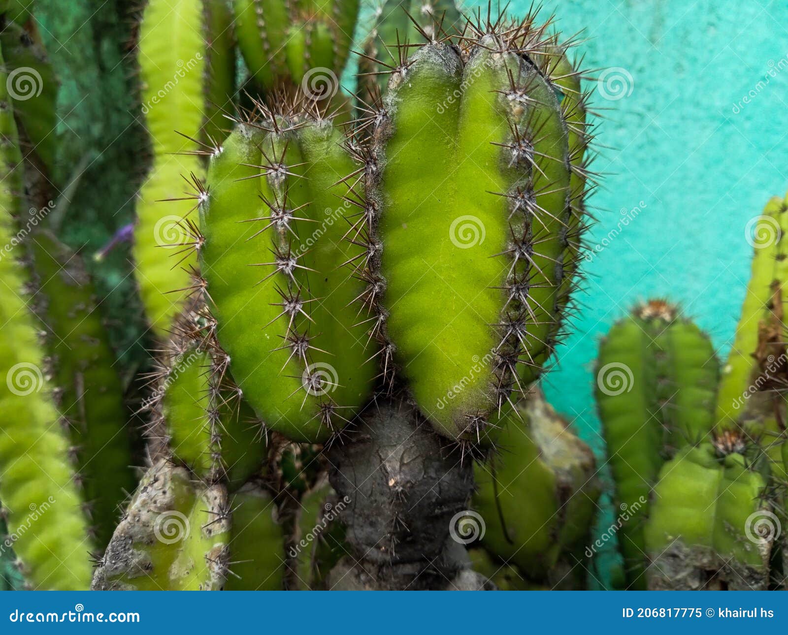 Barbed wire cactus stock image. Image of grass, invertebrate - 206817775