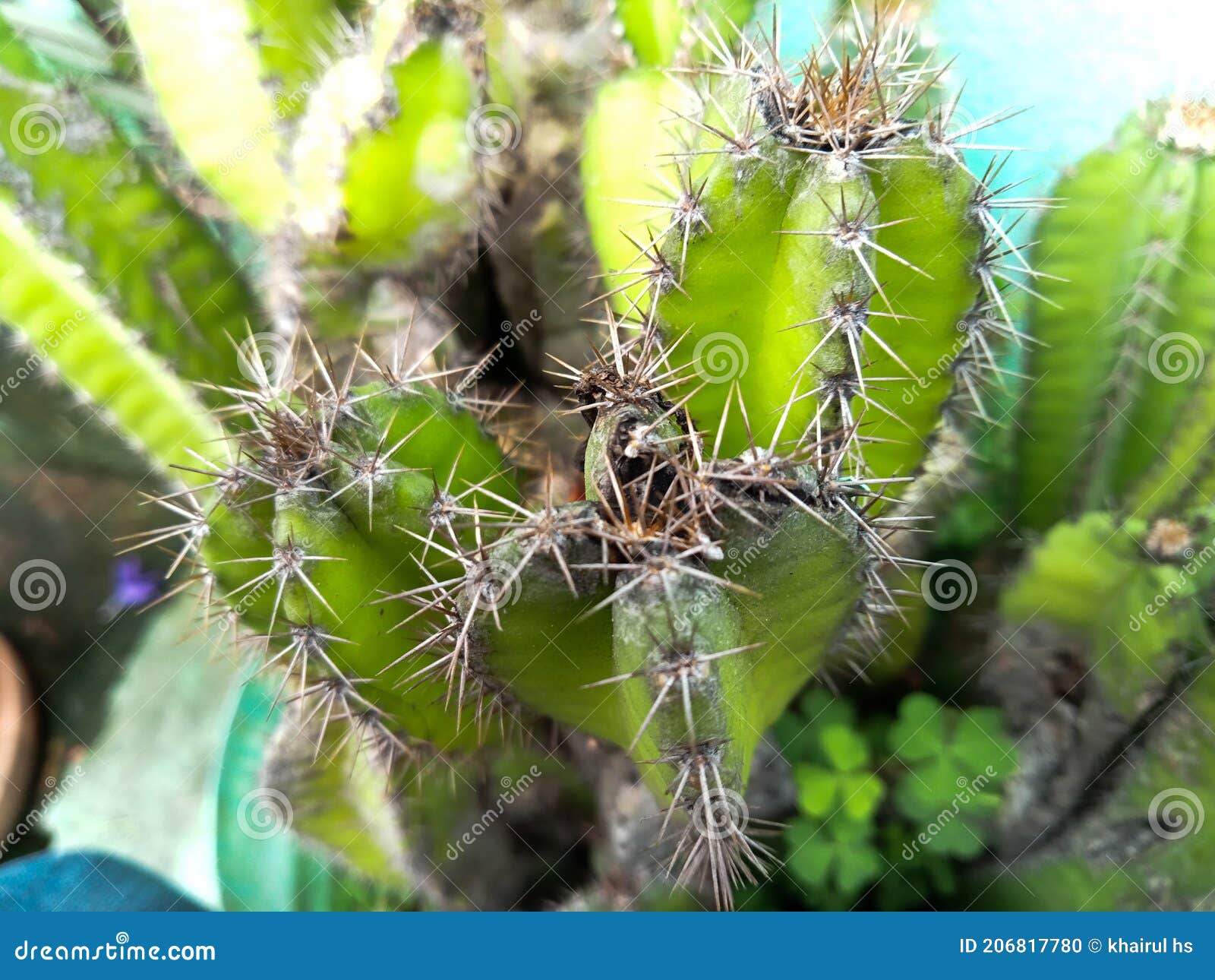 Barbed wire cactus stock photo. Image of barbed, grass - 206817780