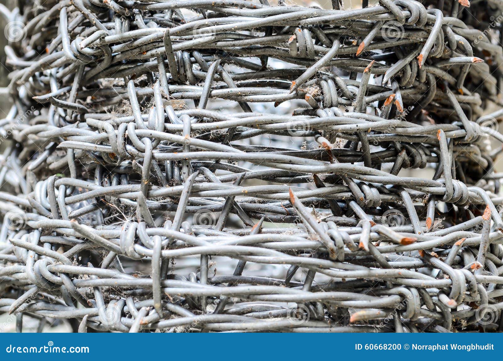 Barbed Wire Coils stock photo. Image of shield, concept - 60668200