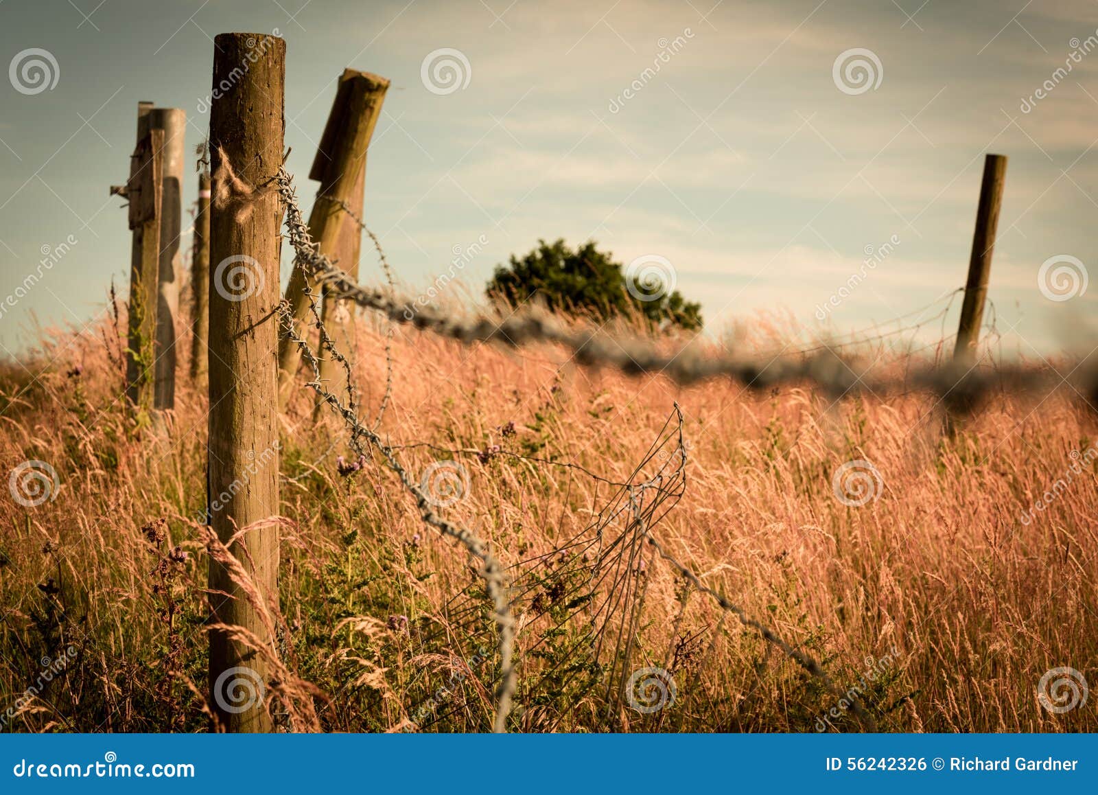 Barbed Wire in Corn Field stock photo. Image of desolate - 56242326