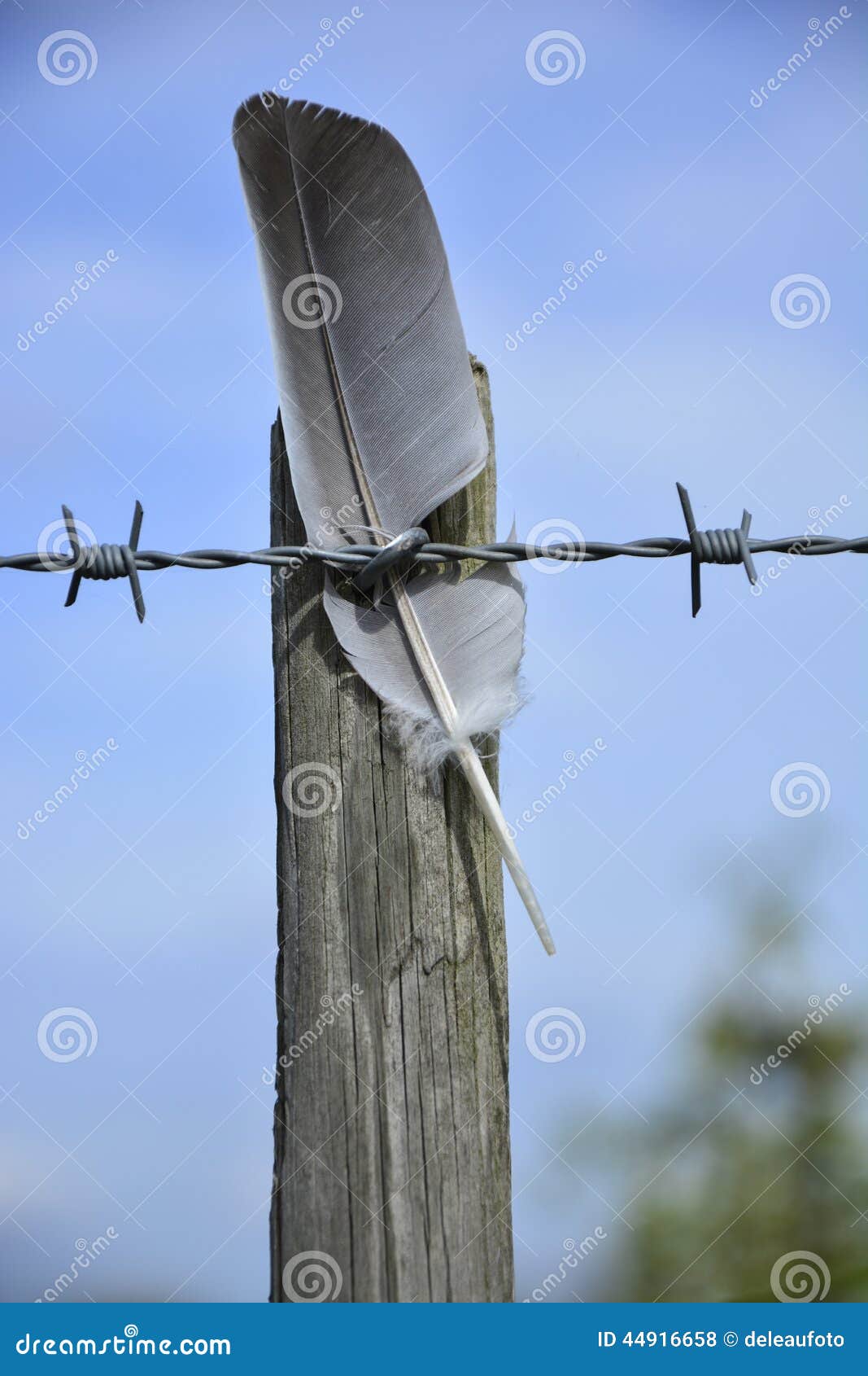 Barbed wire stock photo. Image of wire, barbed, feather - 44916658