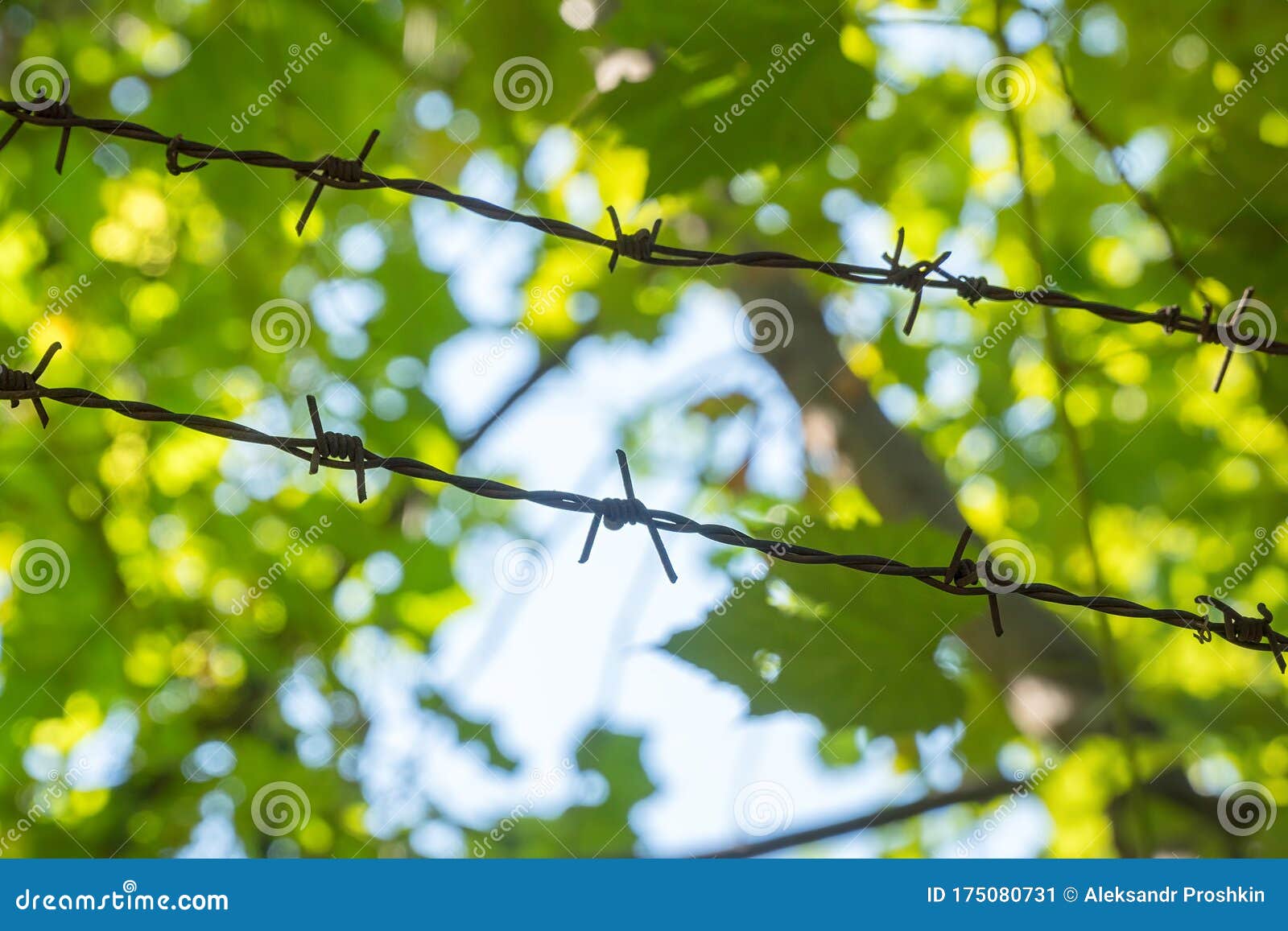 Barbed Wire Fence on Background of Green Foliage Stock Image - Image of ...