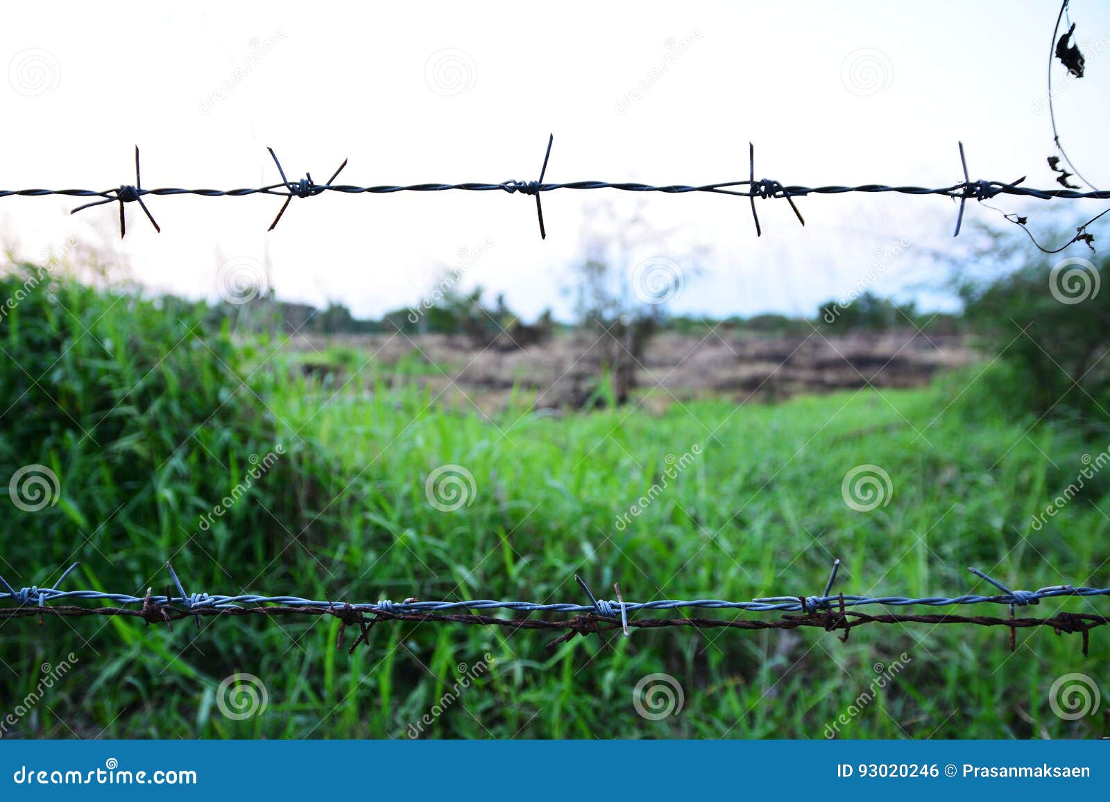 Barbed wire fence stock photo. Image of grass, burred - 93020246