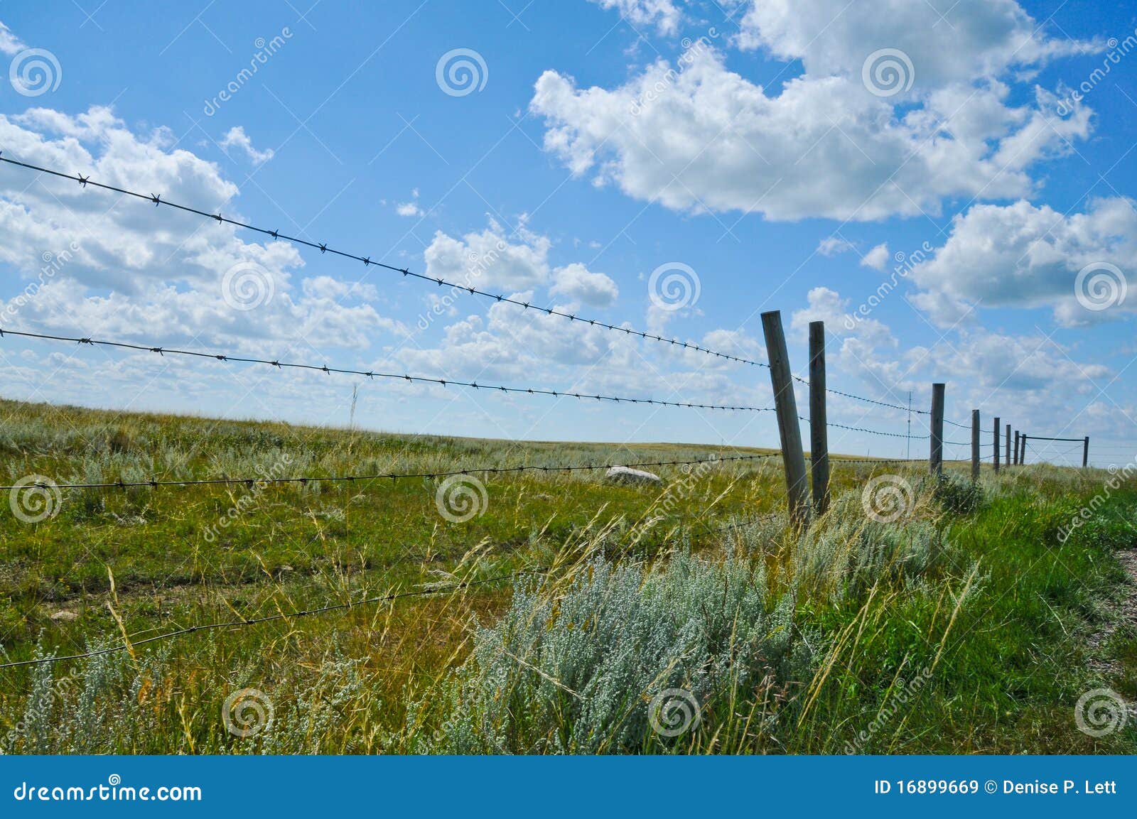 Barbed Wire Fence and Field Stock Image - Image of country, border ...