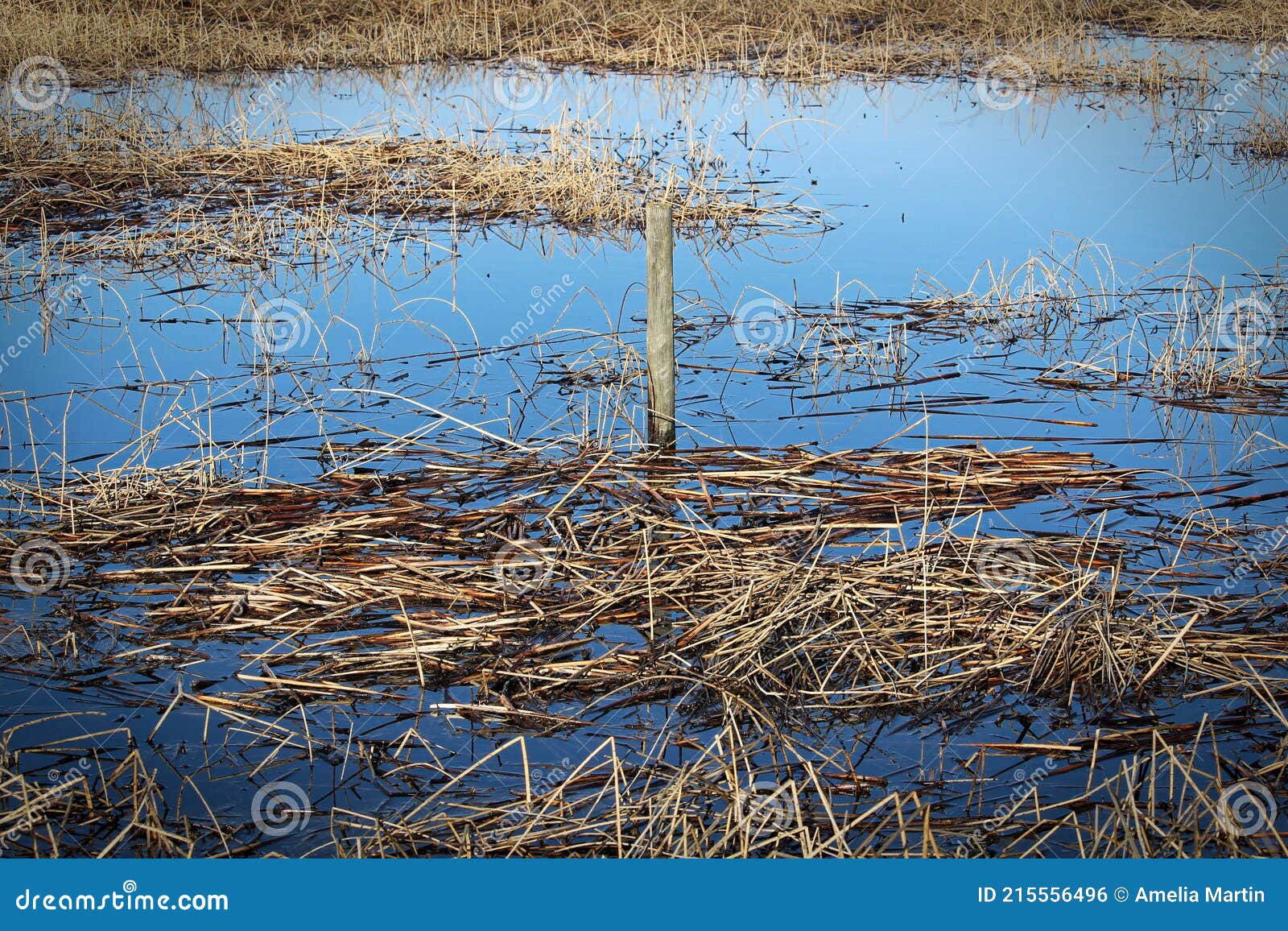 A Barbed Wire Fence Going through a Swamp Area in Spring Stock Photo ...