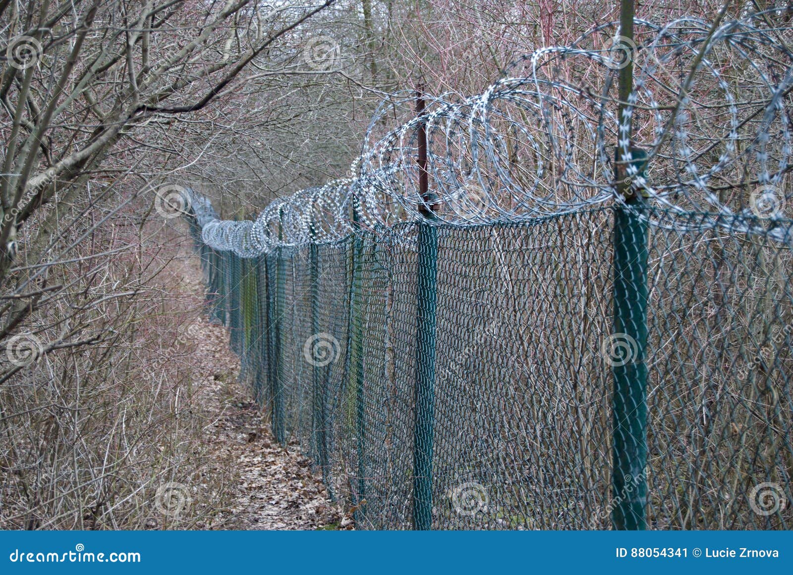 Barbed Wire Fence Hidden in a Forrest Stock Image - Image of barbed ...