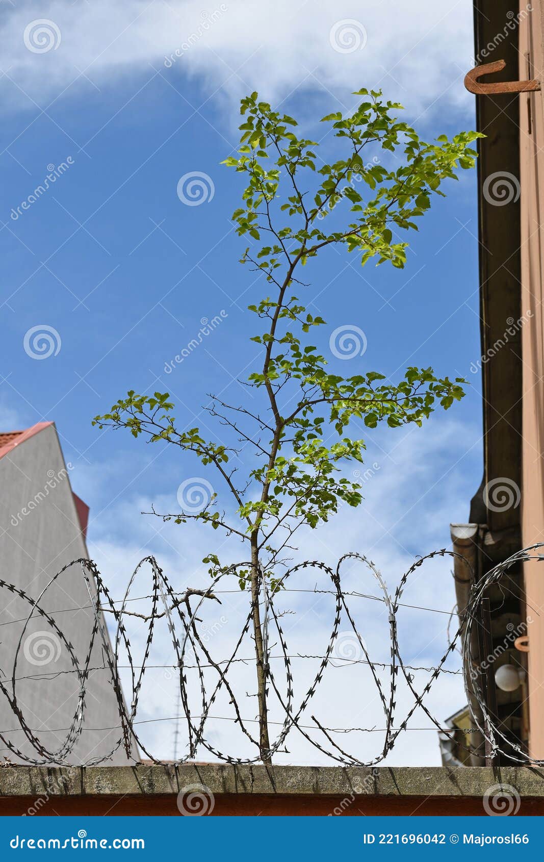 Barbed Wire Fence of the Prison Stock Photo - Image of tree, angle ...