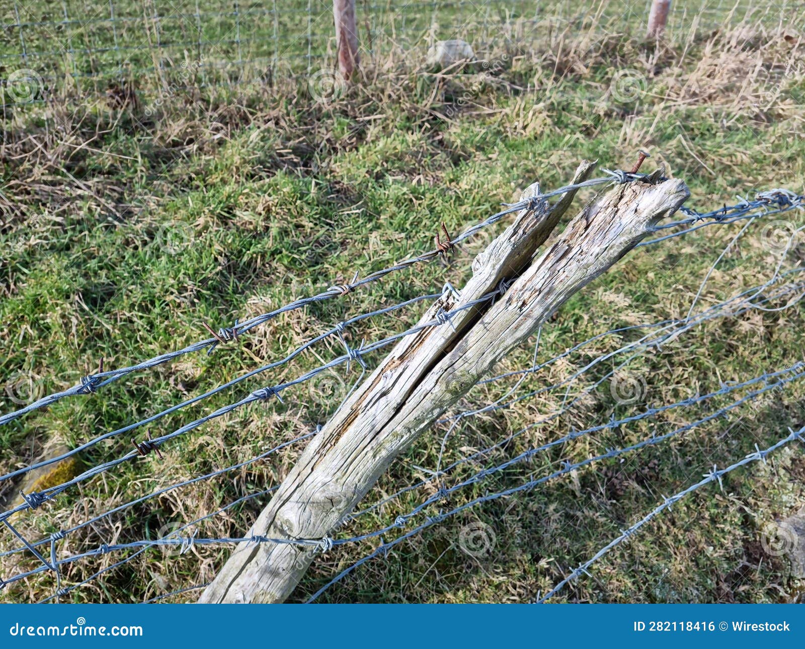 A Barbed Wire Fence with Some Green Grass in the Background Stock Photo ...