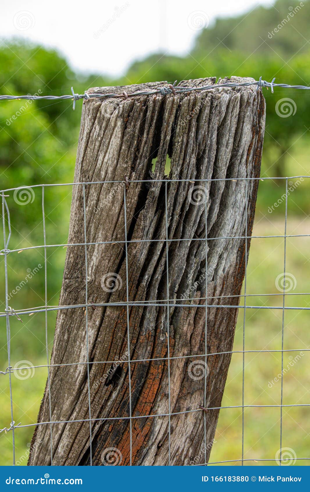 Barbed Wire and Fencing Net on a Support Made of the Trunk of a Very ...