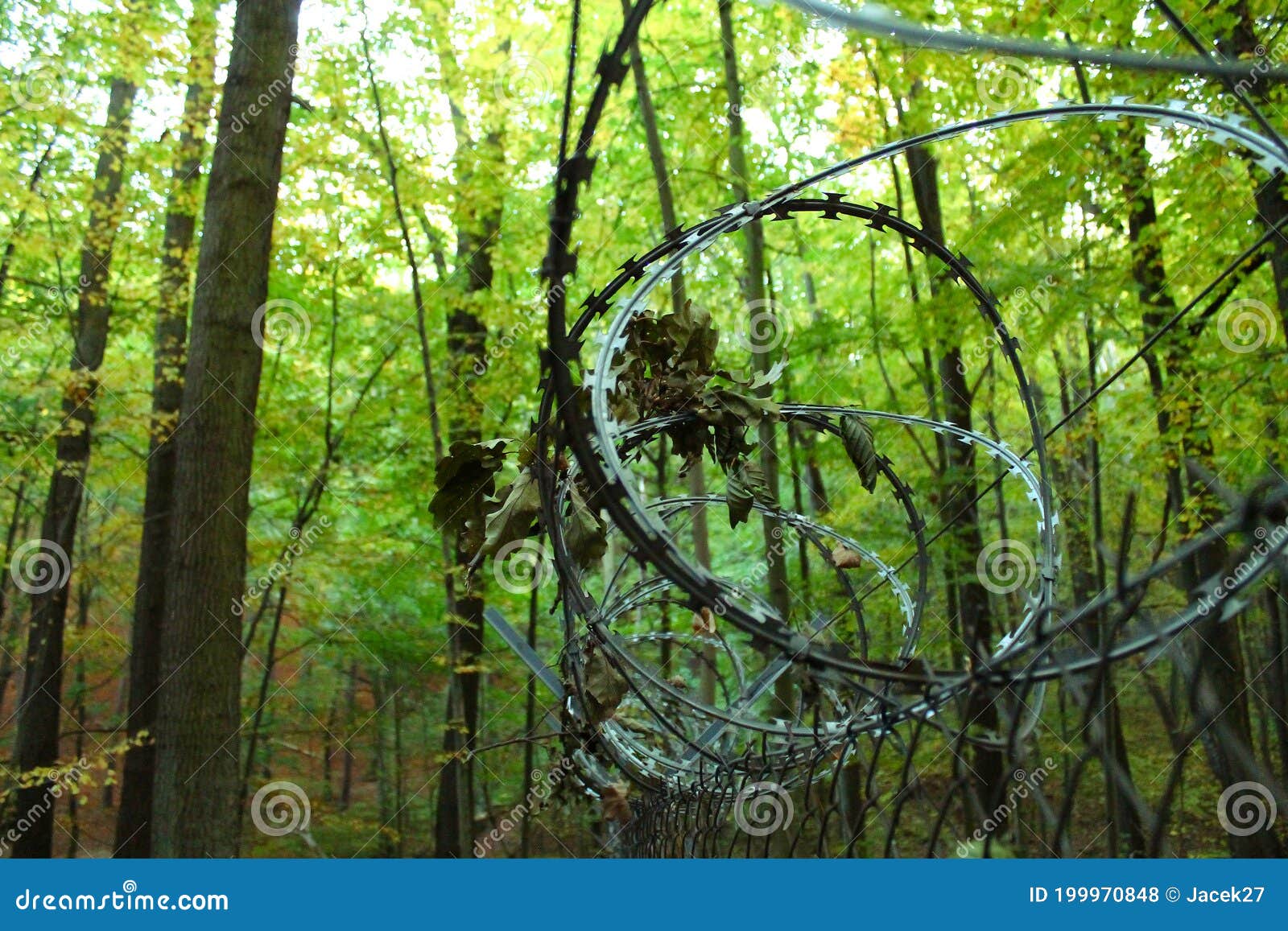 Barbed wire in the forest stock photo. Image of light - 199970848