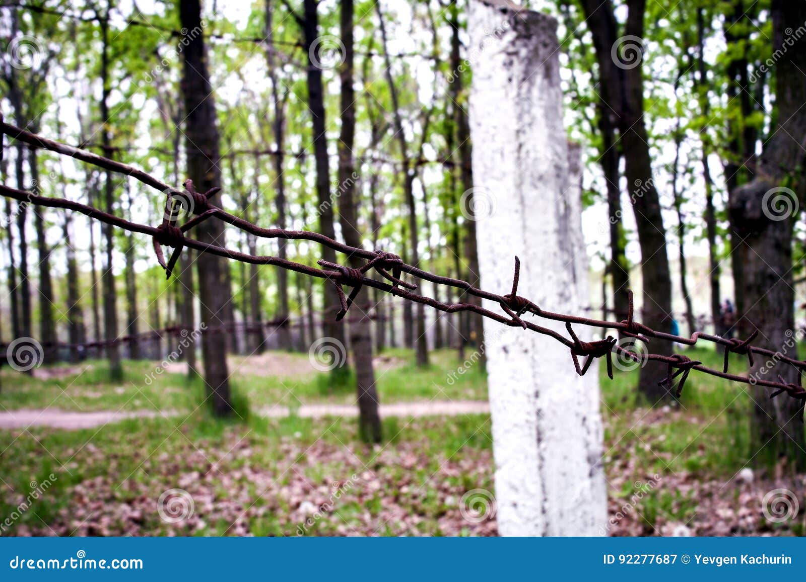 Barbed wire in the forest stock image. Image of nature - 92277687