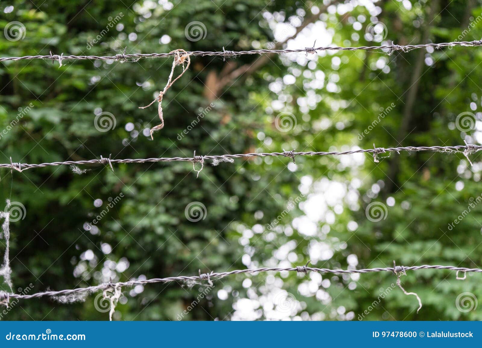 Barbed Wire in Front of Forest Stock Photo - Image of defense, metal ...