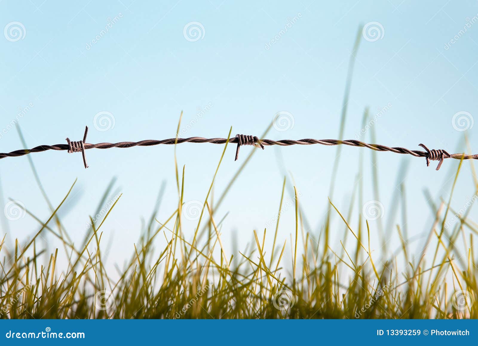 Barbed wire and grass stock image. Image of grass, green - 13393259
