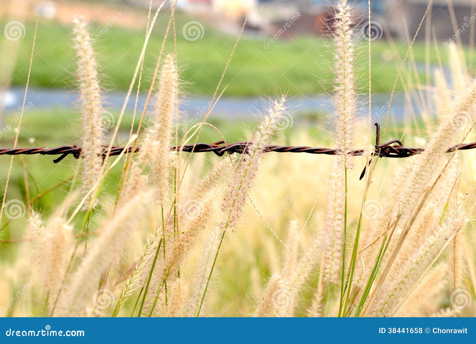 Barbed wire stock photo. Image of border, landscape, green - 38441658